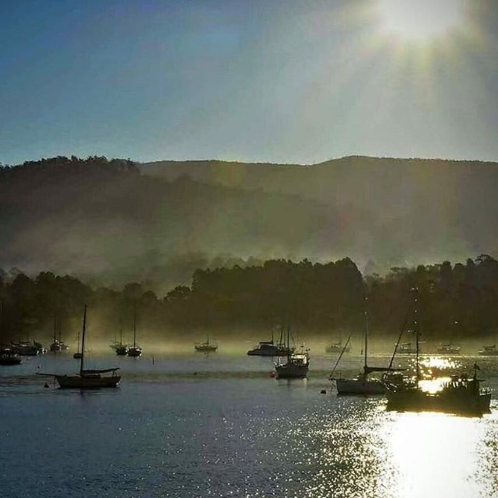 Drive with animals on Wednesday: why no koalas in Tasmania and the ...