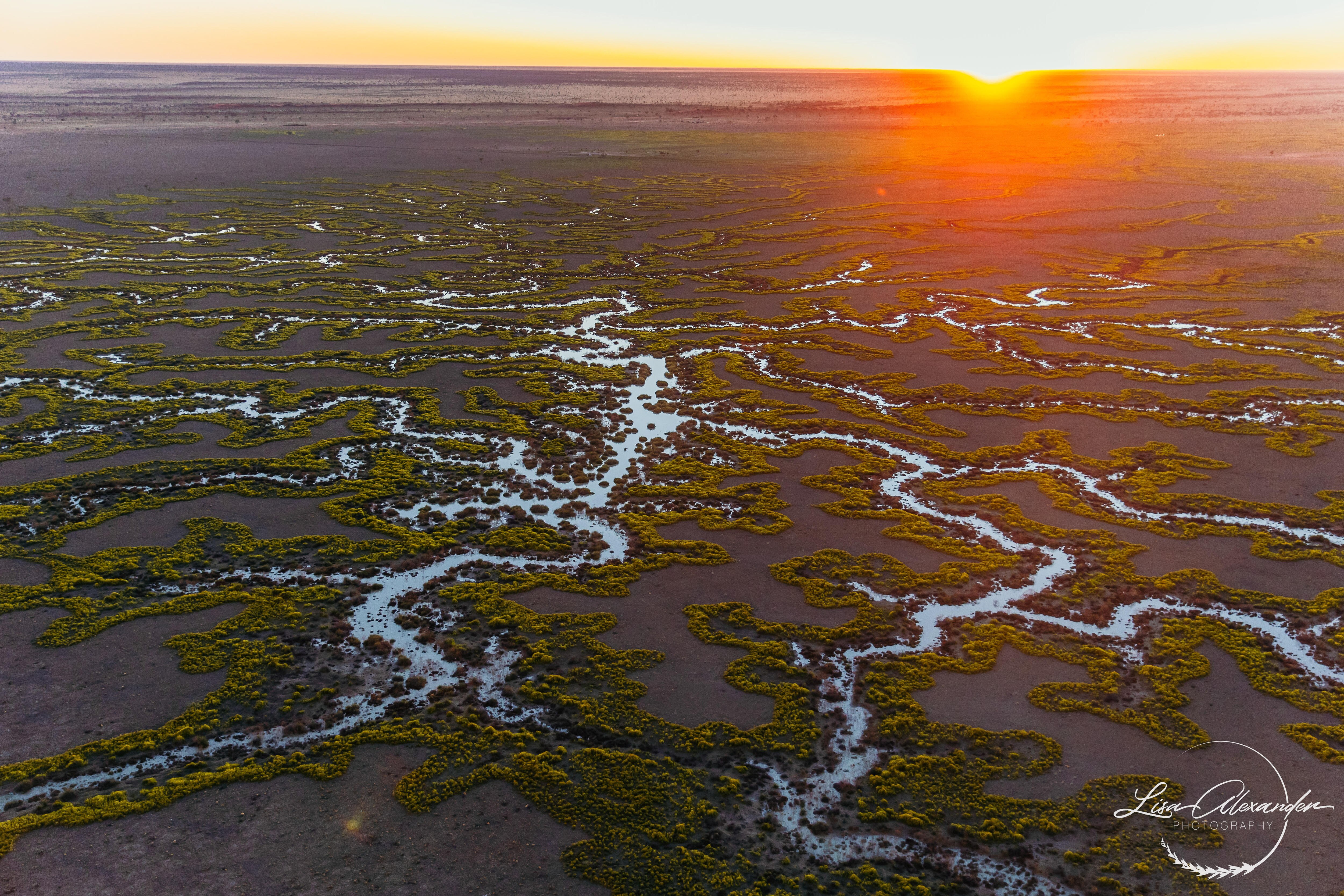 Channel Country is teeming with colour, with wet summer forecast to ...
