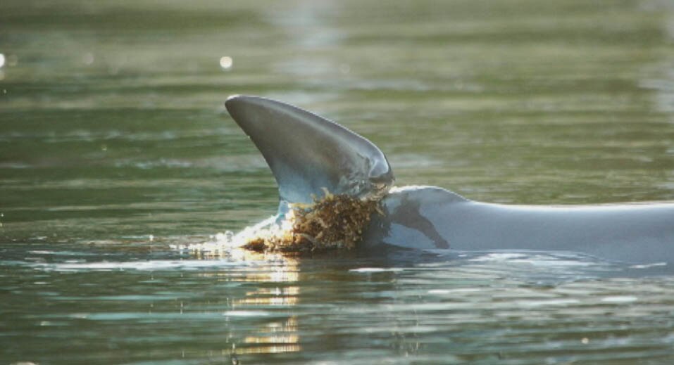 More than 8km of fishing line recovered from Swan and Canning rivers in ...