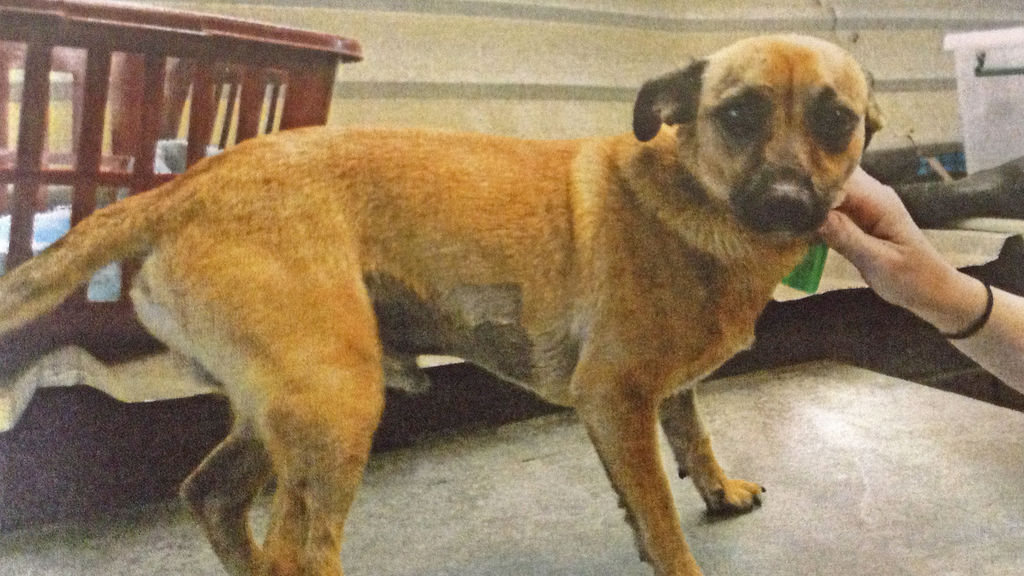 Jail time for bashing a dog - ABC News