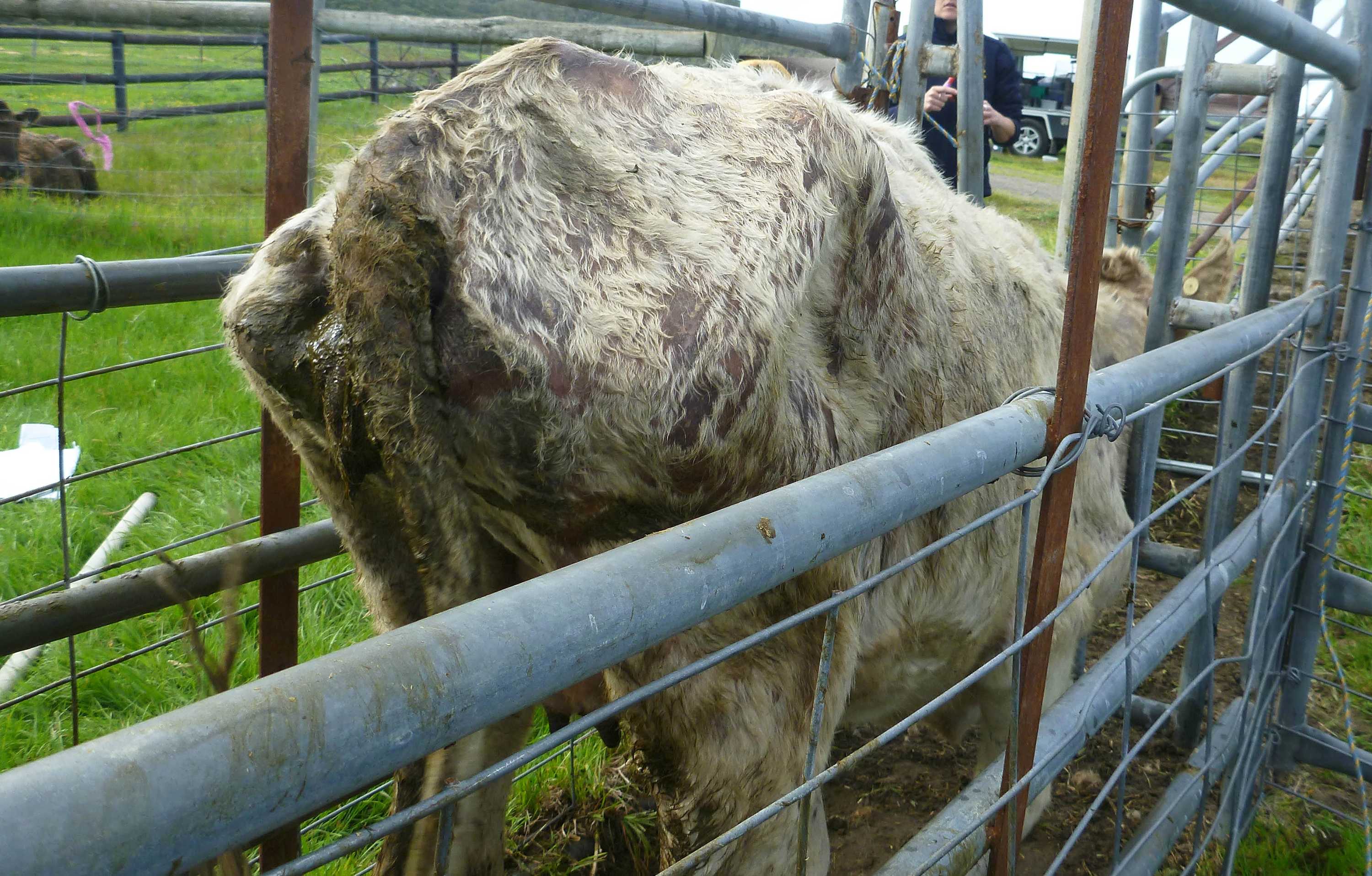 Woman responsible for 29 emaciated and six dead cows fined $10,500 for ...