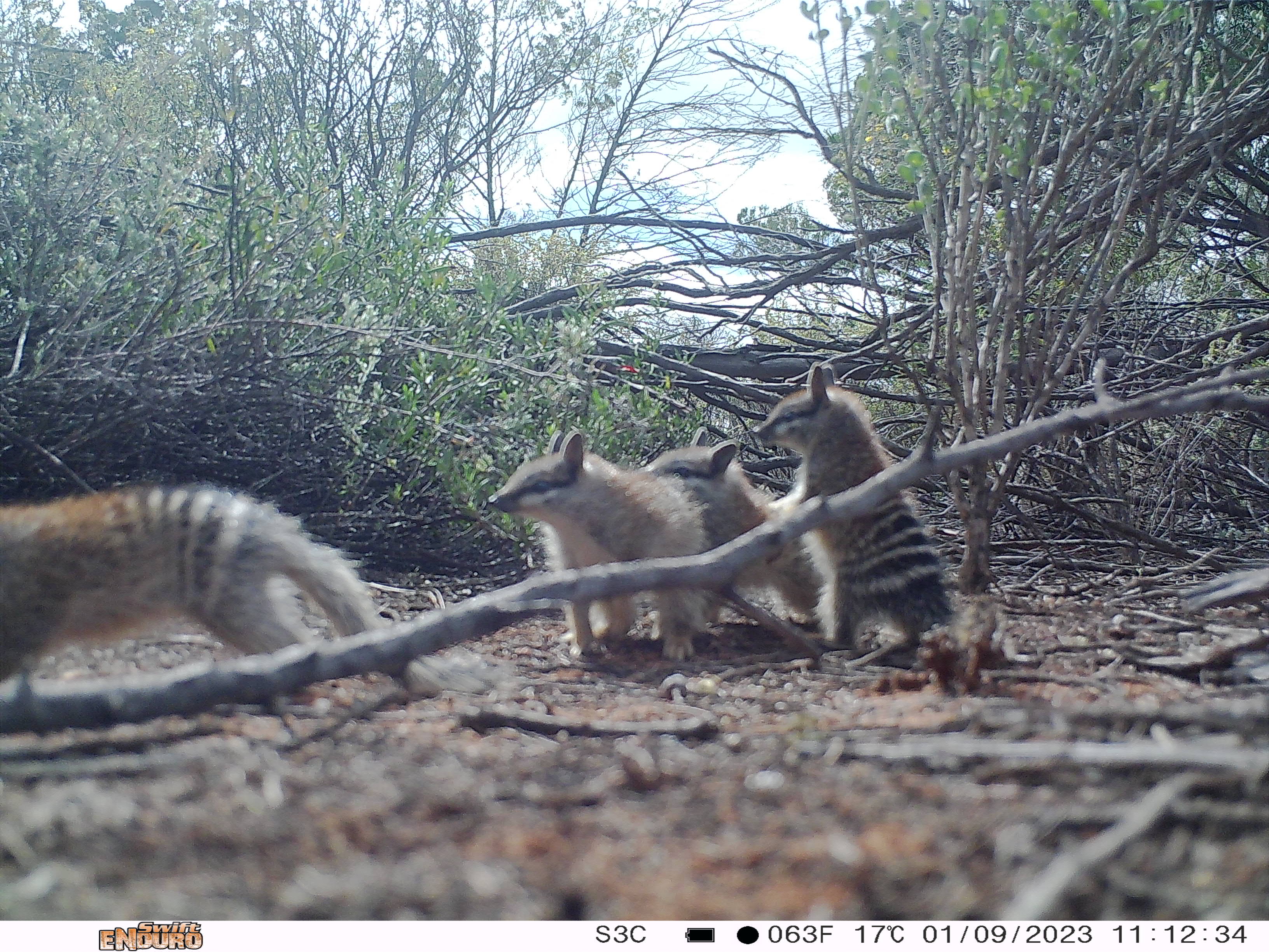 Numbat comeback on Eyre Peninsula after first juvenile animals spotted ...