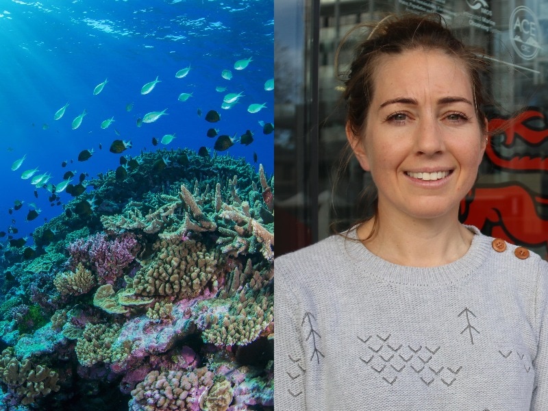 Scientists unveil mass online mapping tool revealing marine life on ...