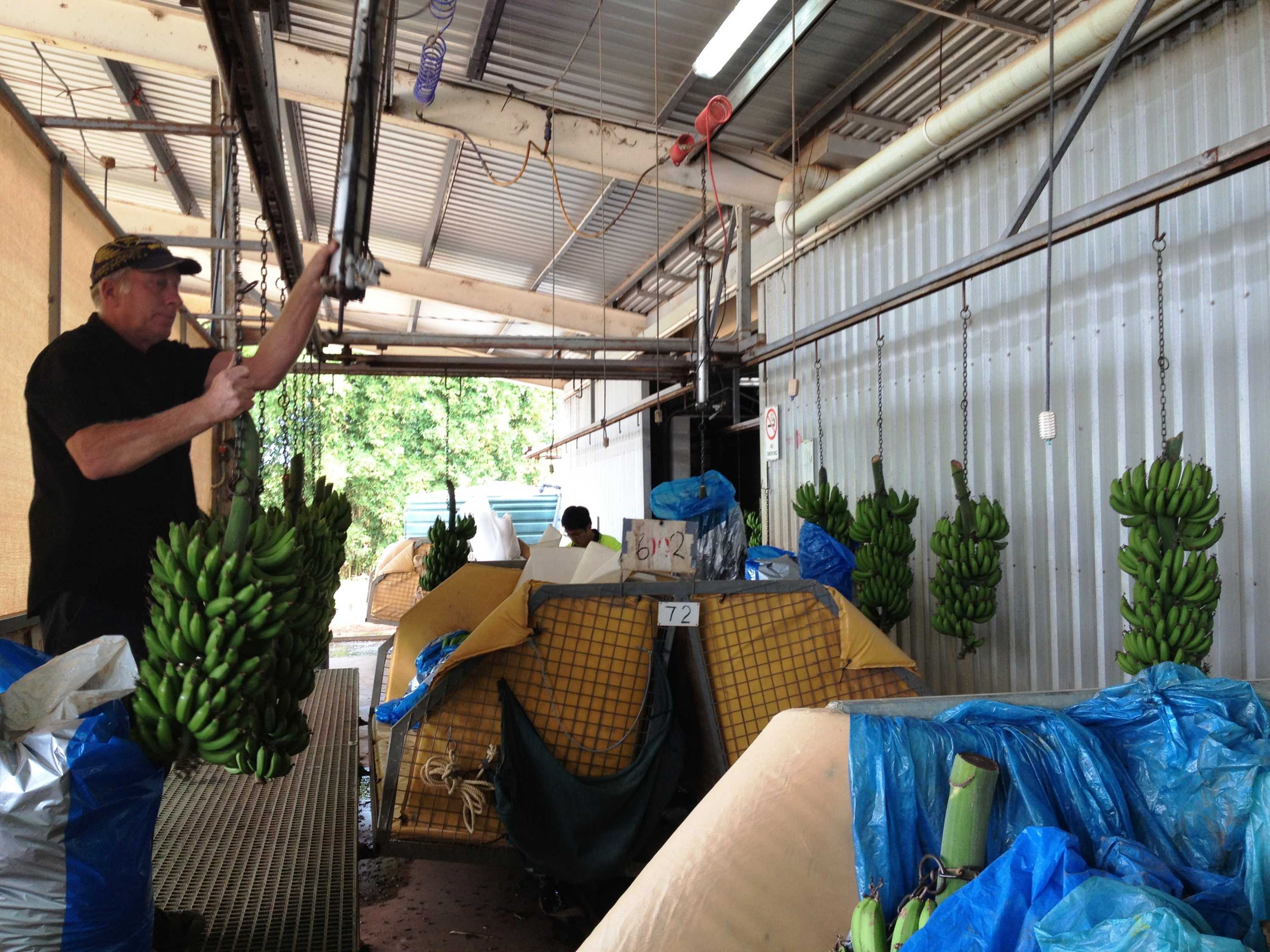 Gascoyne growers nervous as water restrictions start - ABC News