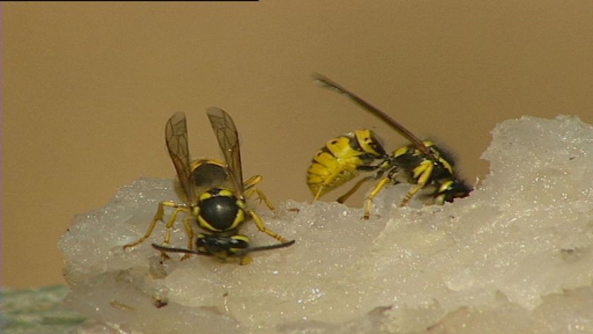 Perth residents warned of wasp threat - ABC News