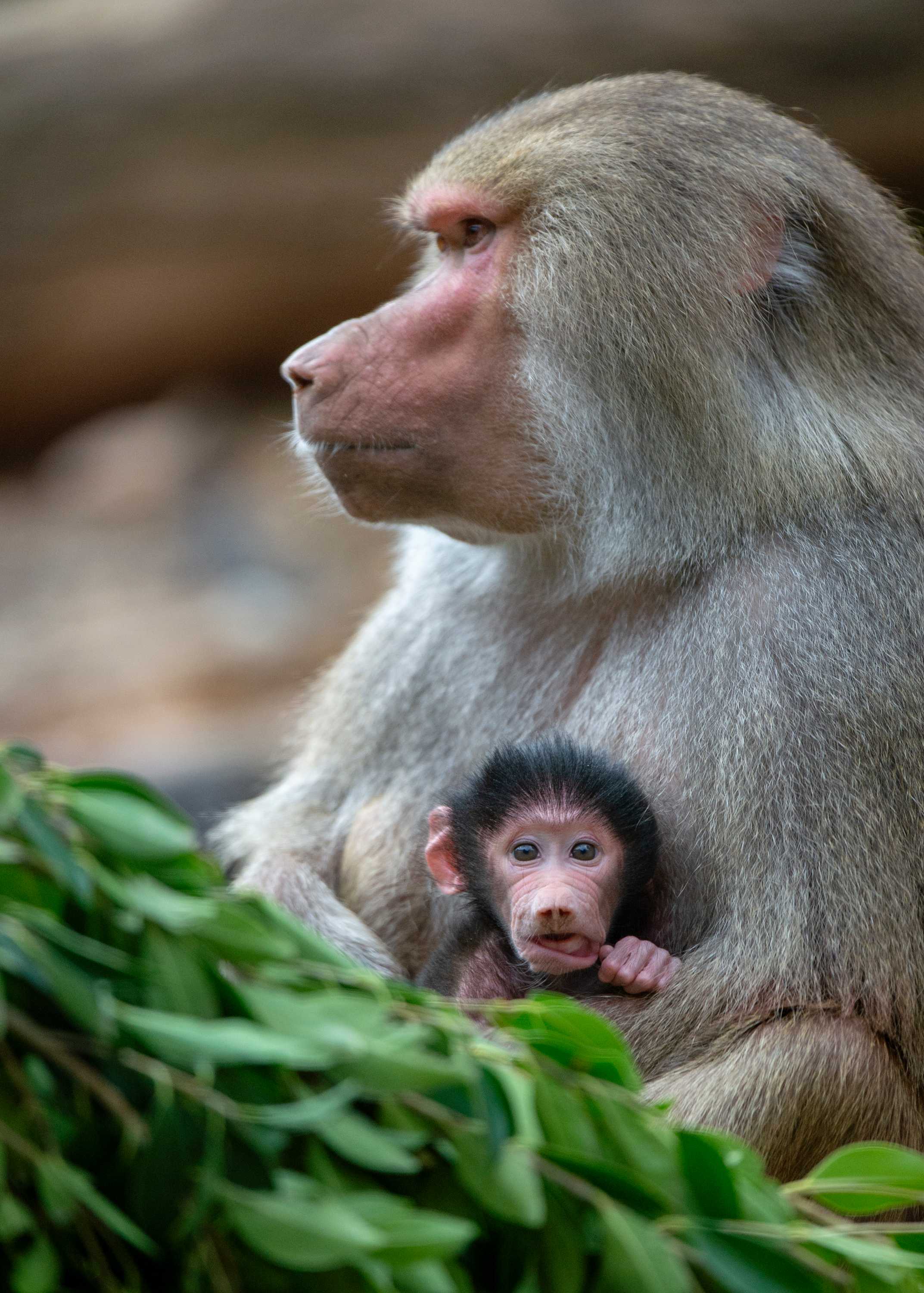 Newborn baboon dies at Adelaide Zoo - ABC News