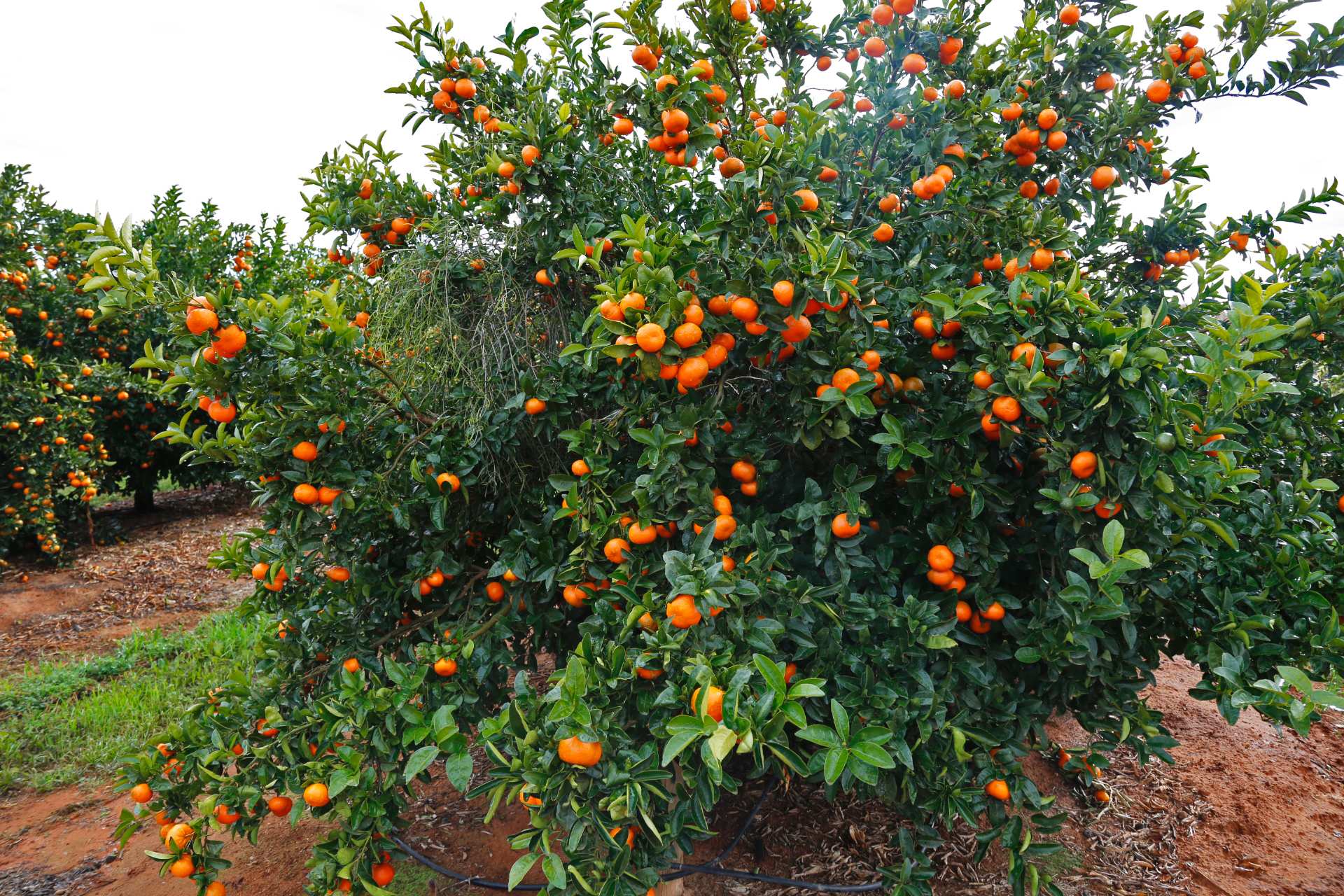 From Spain to Sunraysia: Citrus growers use branch bending technique to ...