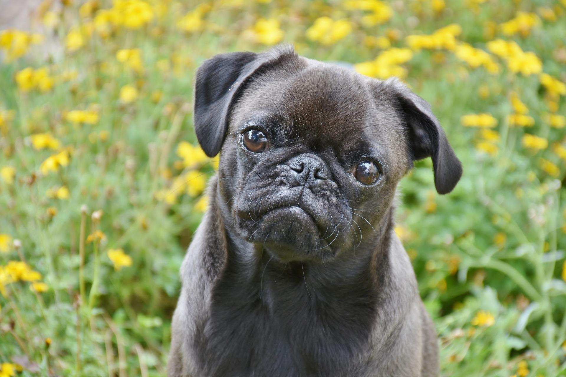 "What's normal for pugs isn't normal for dogs" - ABC listen