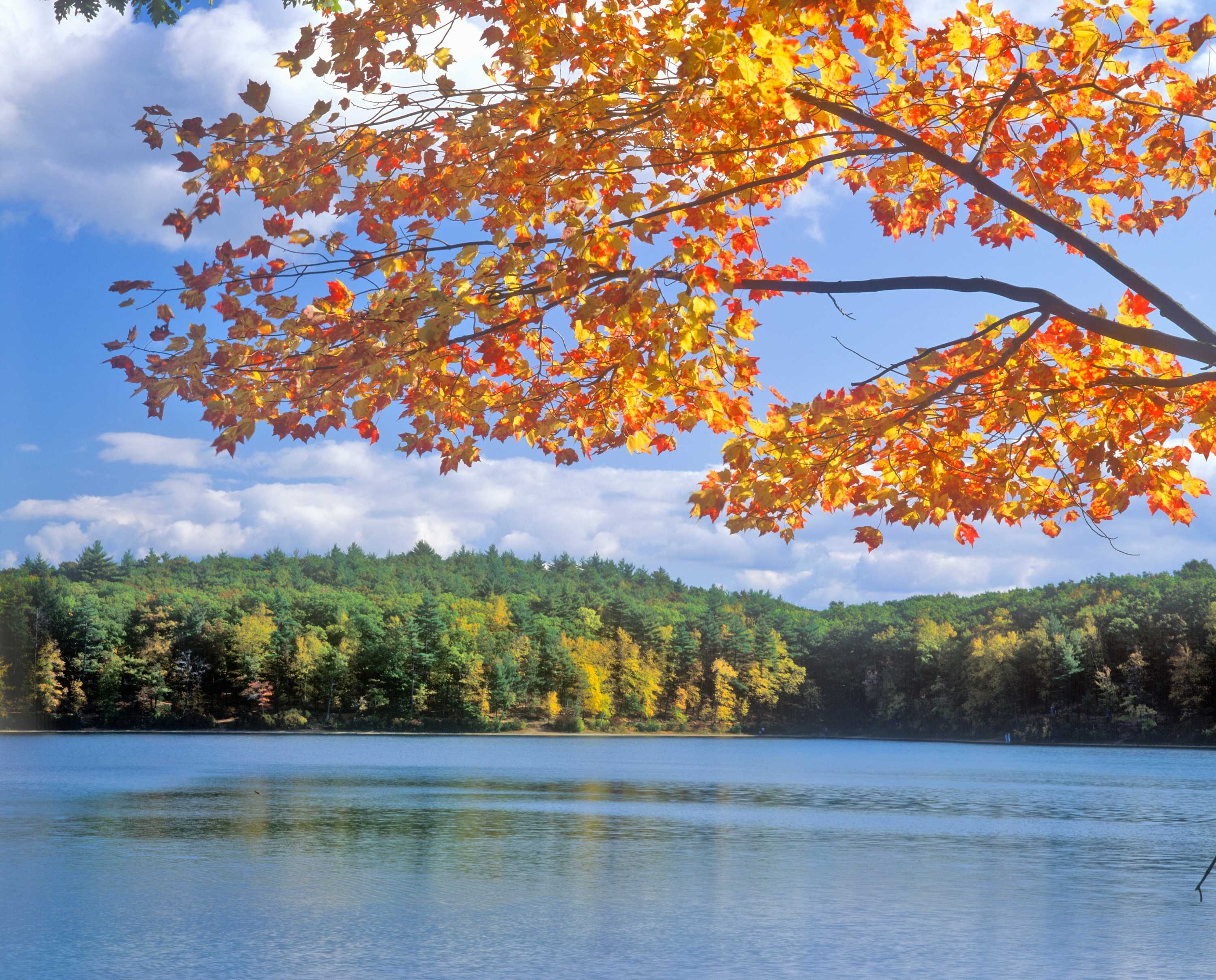 This profaned world: Re-reading Thoreau's Walden for the Anthropocene ...