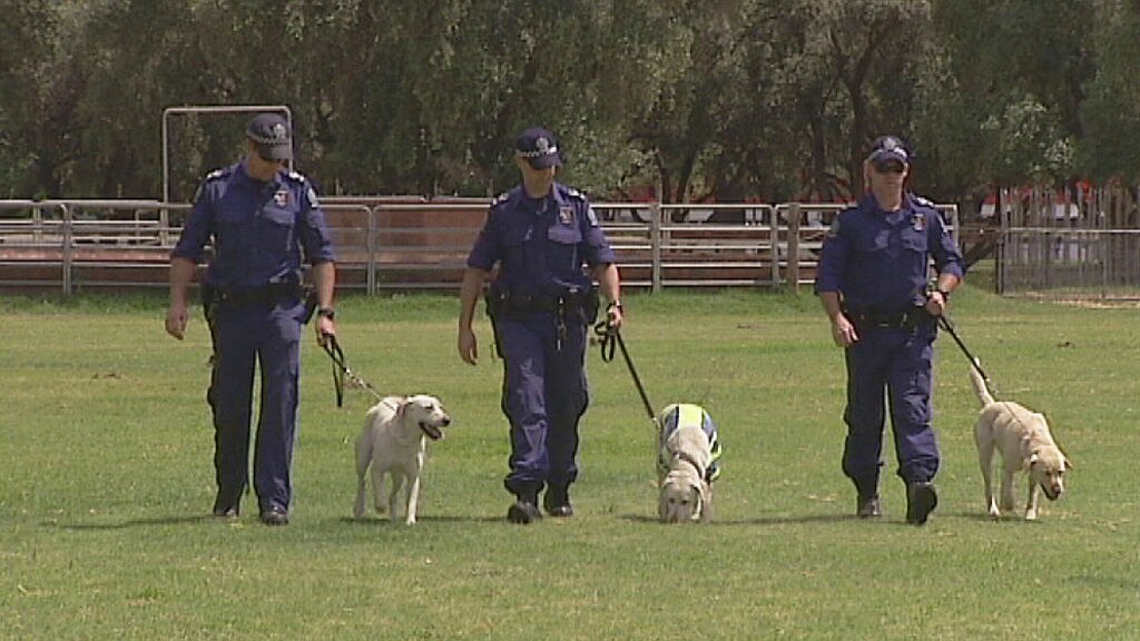 Police on success of drug detection dogs - ABC News