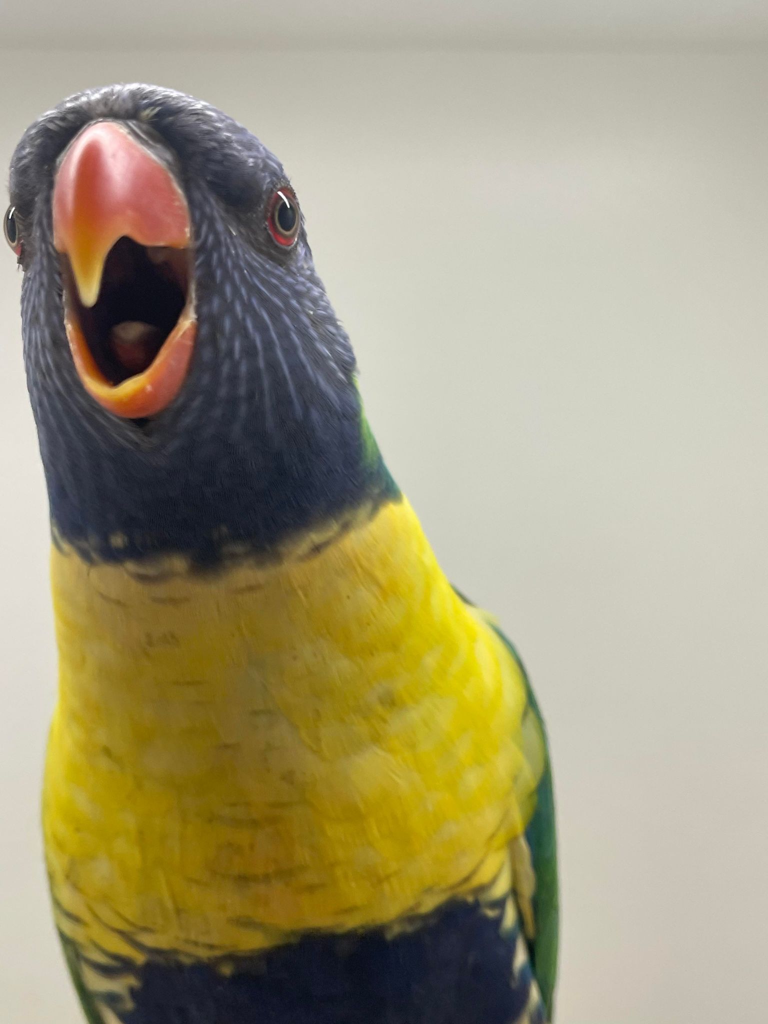 BIRD NERDS: The Biggest Bird Sale in Australia - ABC listen