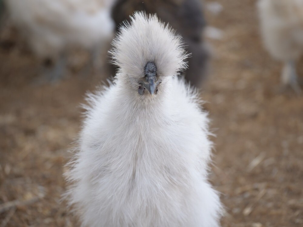 Black-skinned chicken breeders are developing genetics to entice ...
