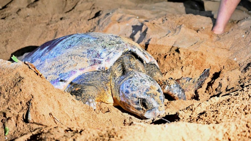 Turtle tourism fuels Wide Bay Boom - ABC News