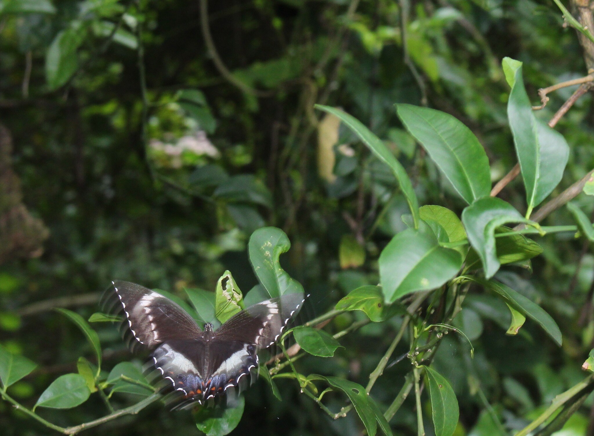 Could Samoa's largest but extinct butterfly be reintroduced home ...
