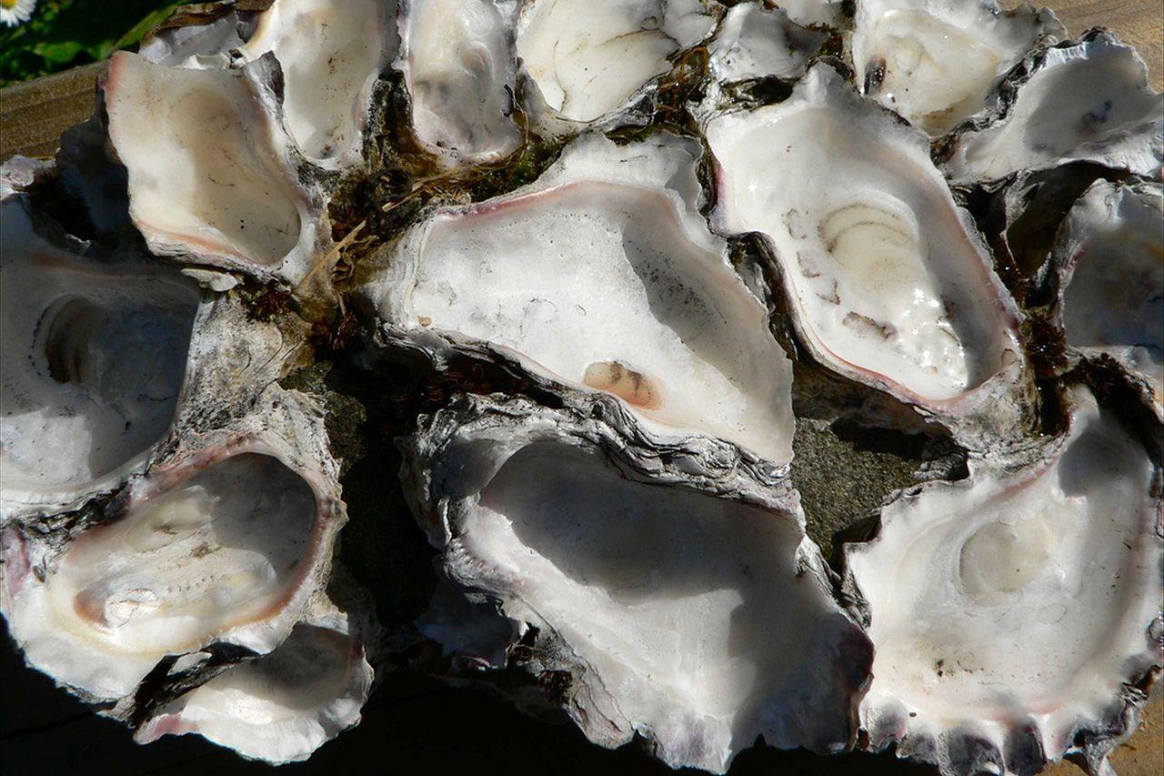 Vince Garreffa's Oyster Surprise - ABC News
