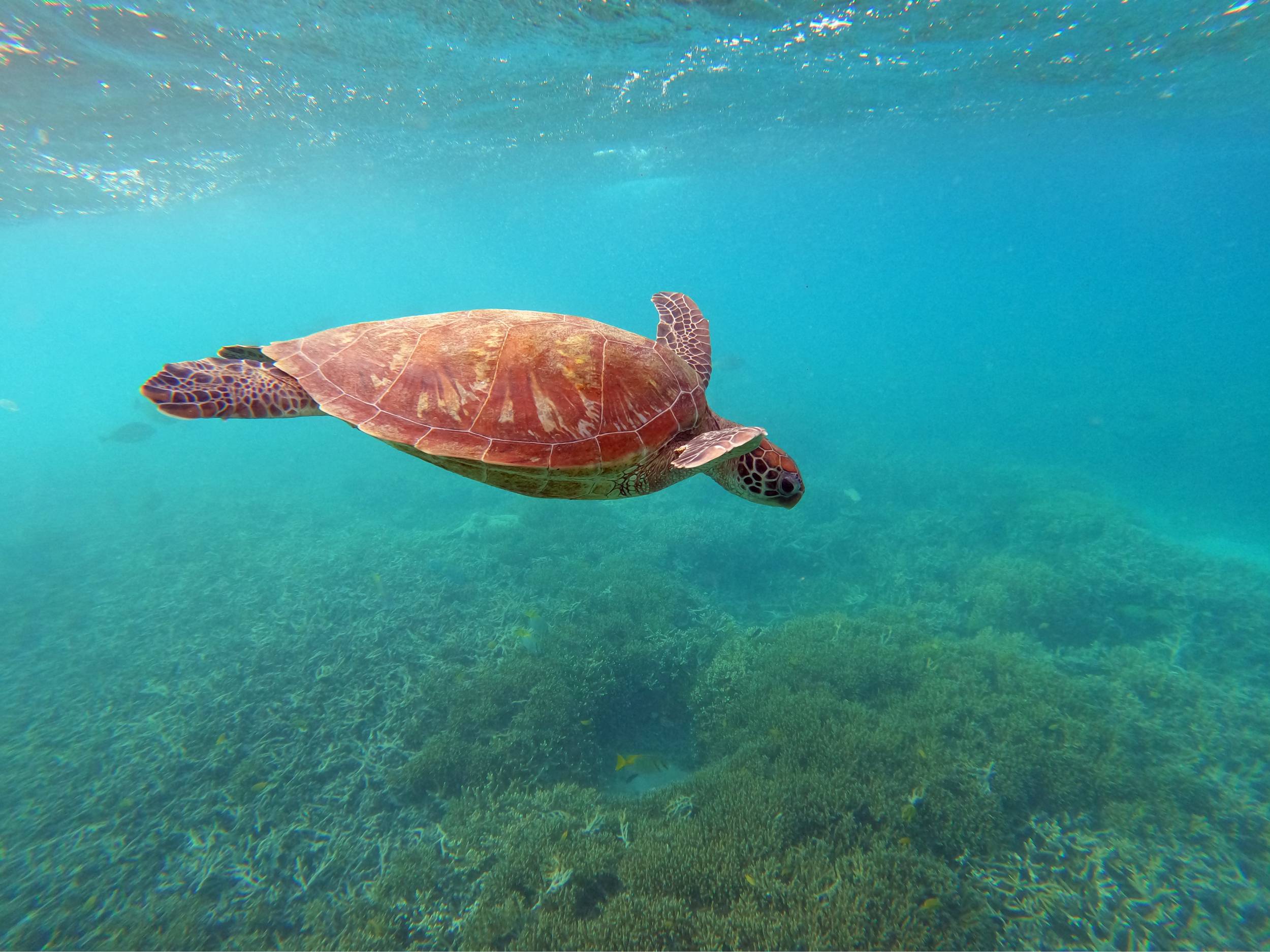 Deadly shell-melting disease killing turtles - ABC Radio