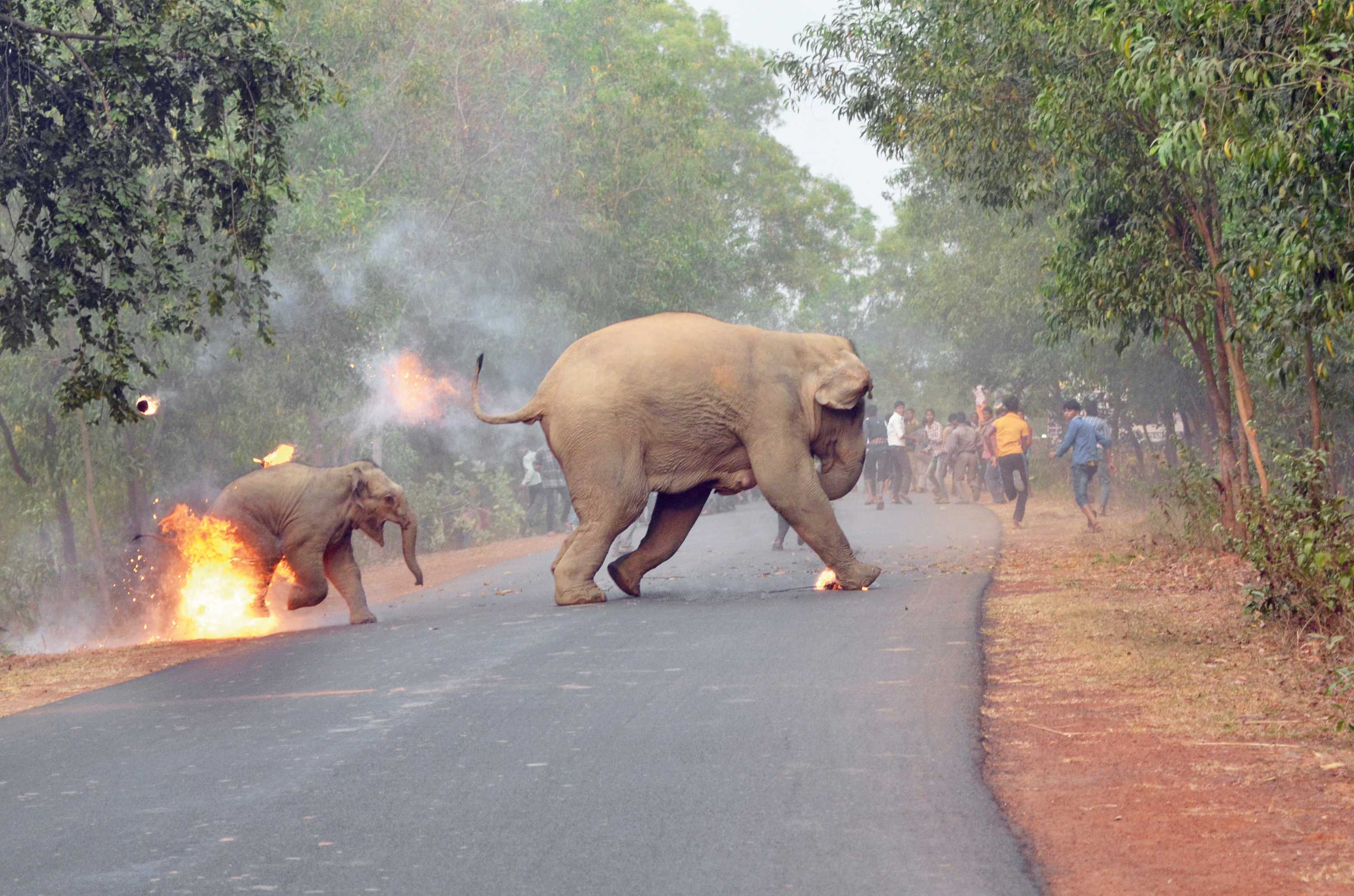 Burning elephant image wins Sanctuary Asia's top photography prize ...