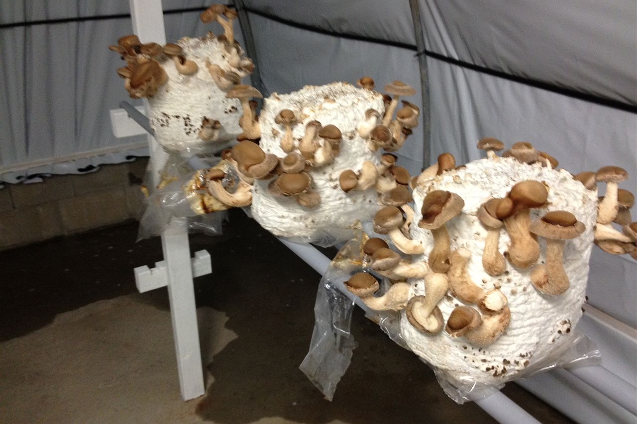 The growth of Shiitake - ABC News