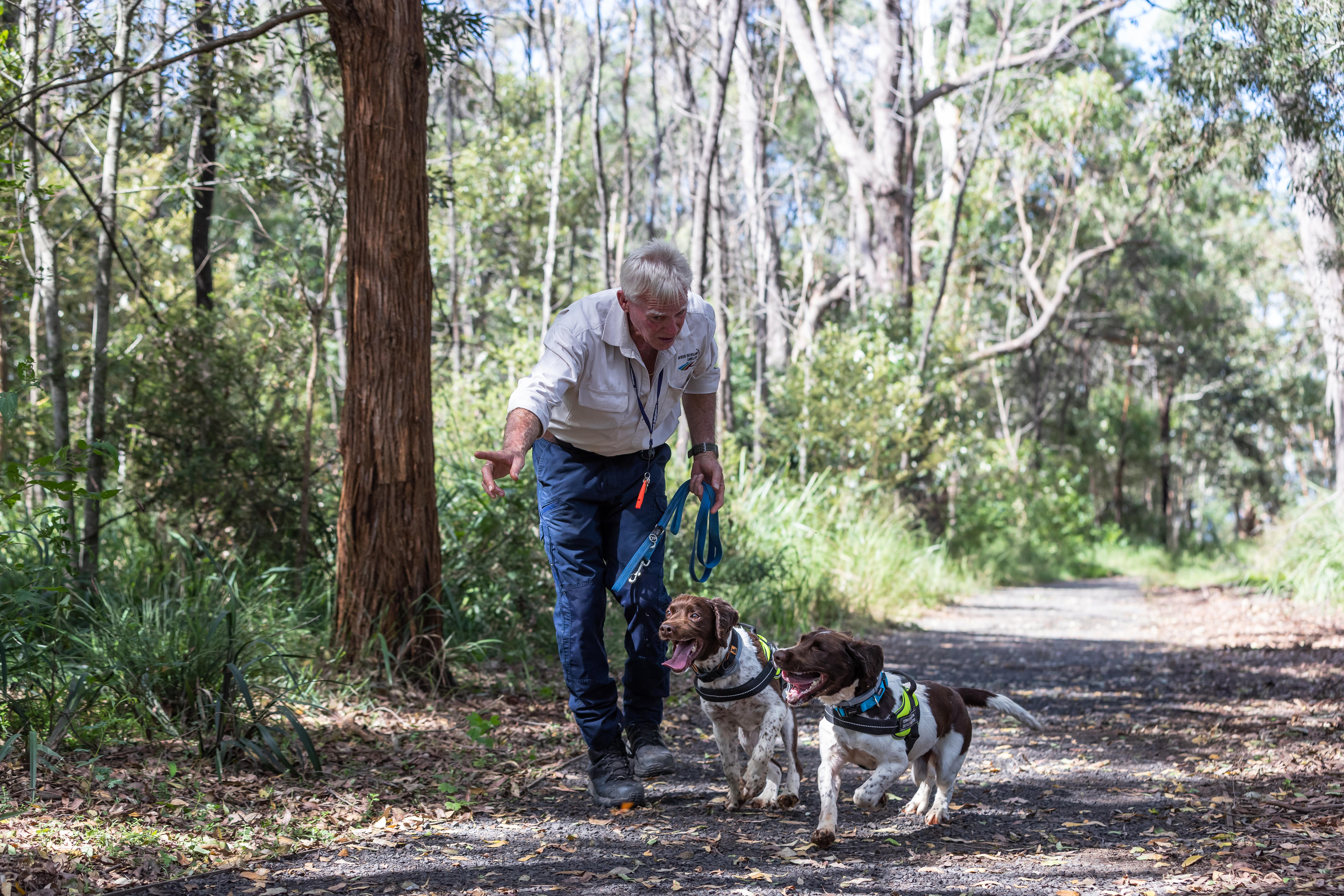 Conservation detector dogs helping save threatened species including ...