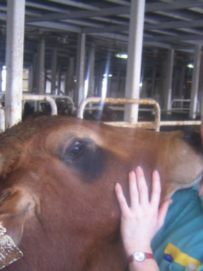 A government vet has been removed after exposing the appalling ...