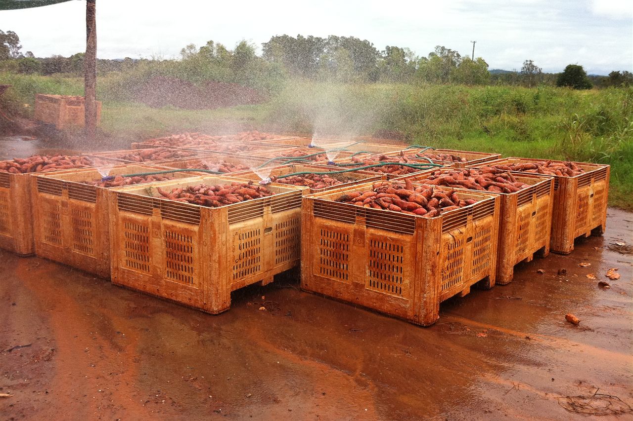 Marketing levy to boost sweet potatoes - ABC News