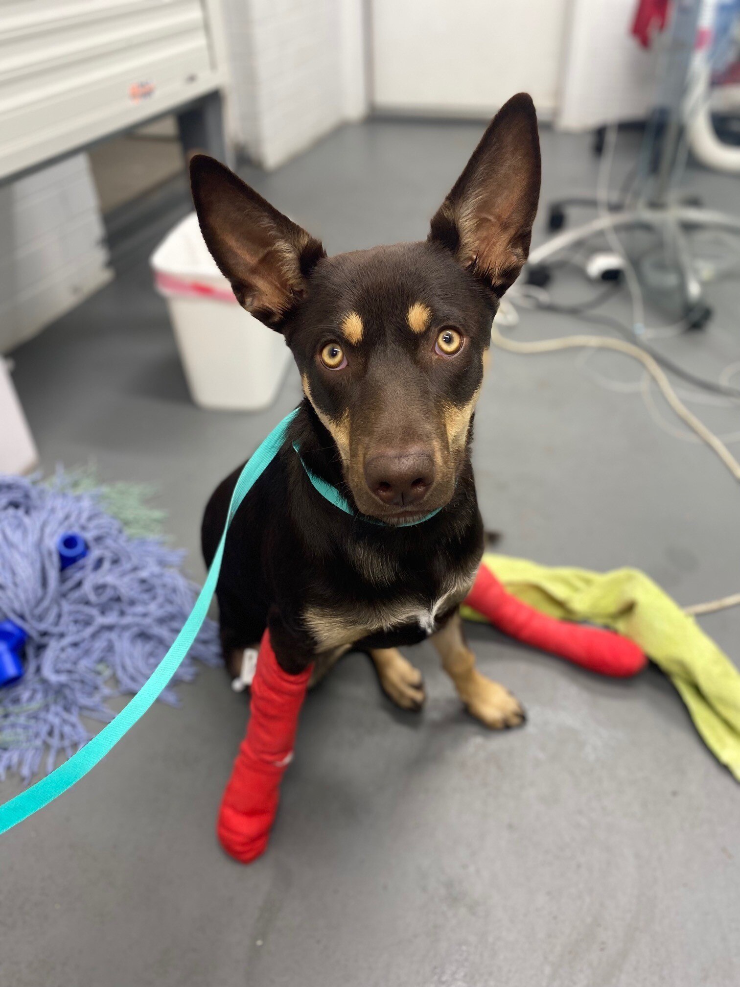 Tough kelpie pup Toffee survives fall from car travelling at 110kph ...