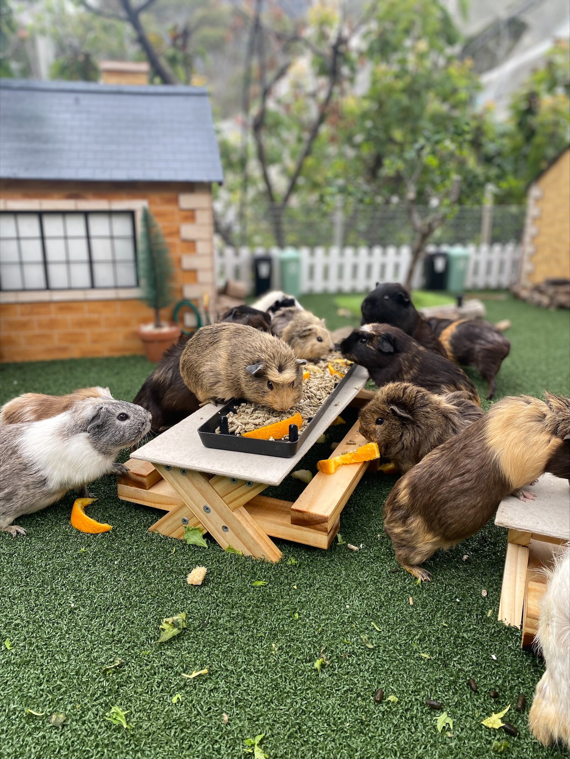 Tasmania's 'tiny town' for guinea pigs a TikTok sensation - ABC News