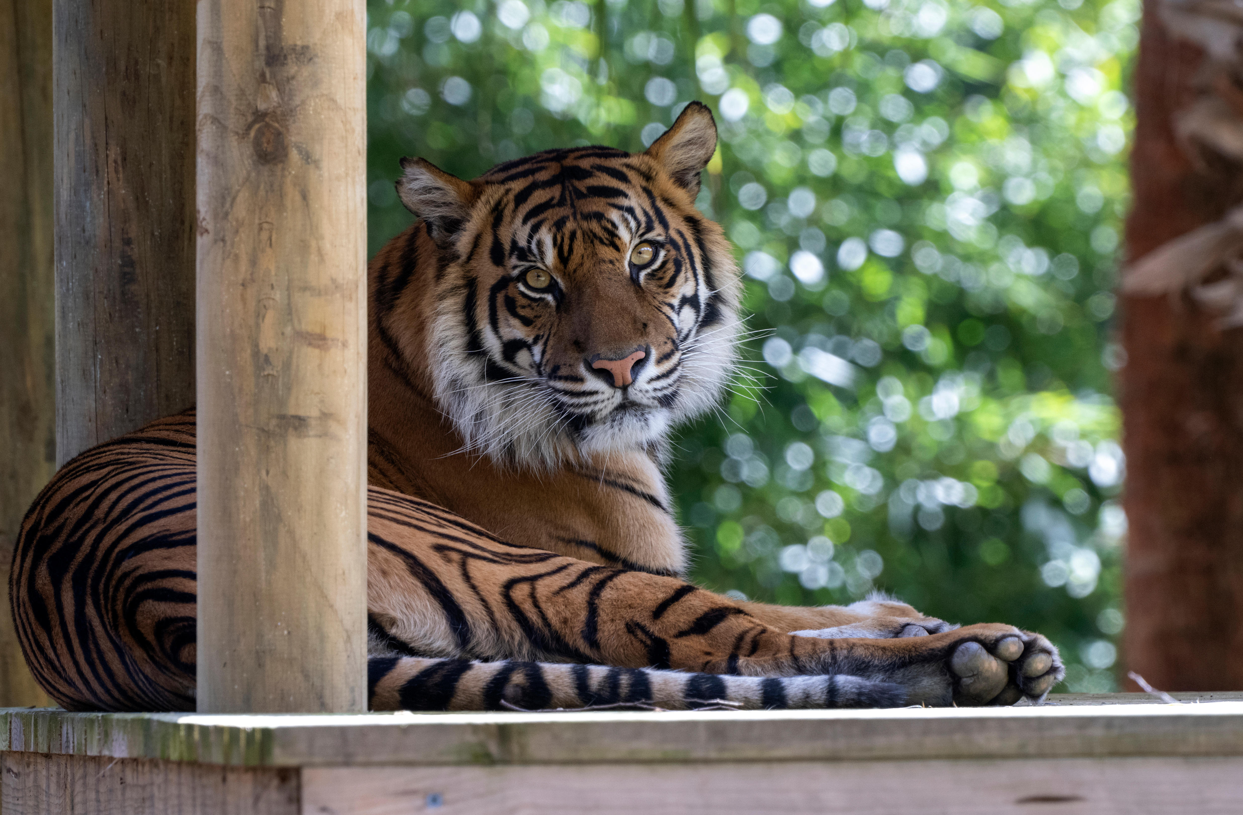Rare Sumatran tiger mum to welcome cubs after tragic year for Adelaide ...