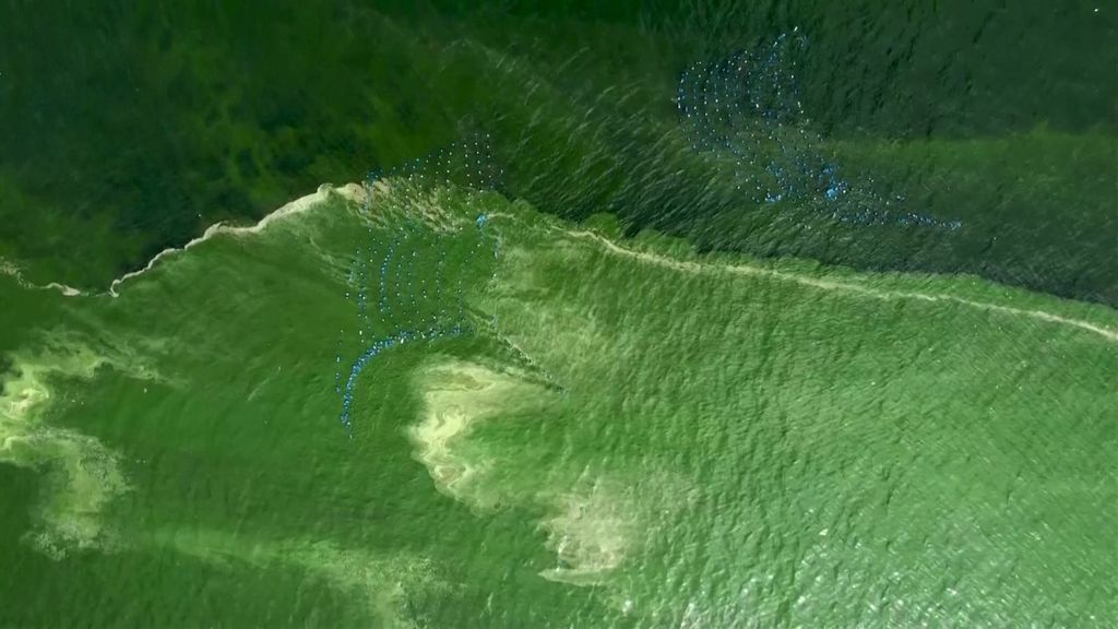 Extreme plankton bloom creates aquatic deadzone - ABC News