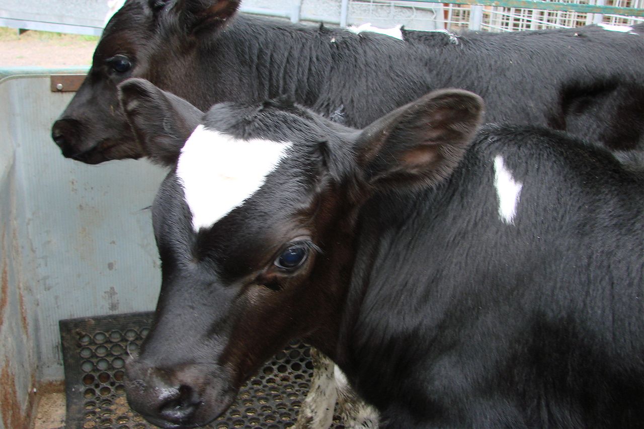 Concerns raised about food security after a Chinese firm purchased one ...