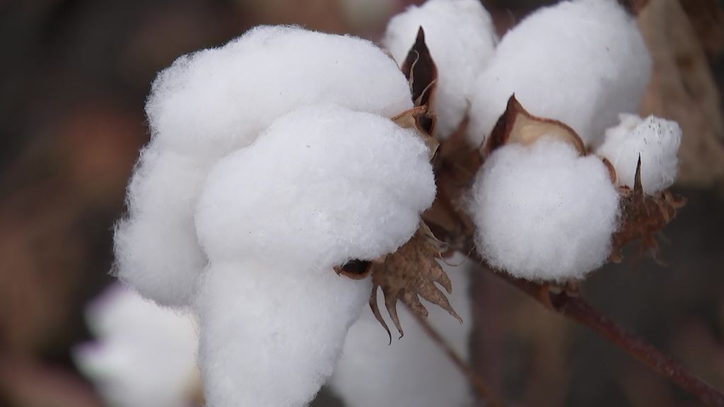 Cotton crops return to northern Australia amid dire drought in ...