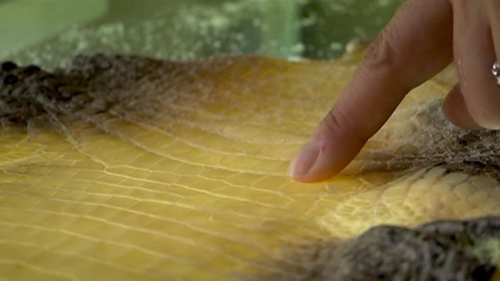 Croc Skins: World leading crocodile research in the Top End - ABC News
