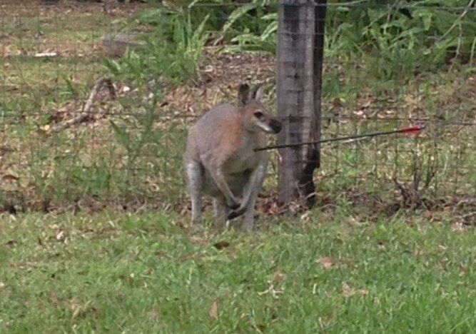 Wallabies shot with arrows at Kempsey on NSW mid-north coast - ABC News