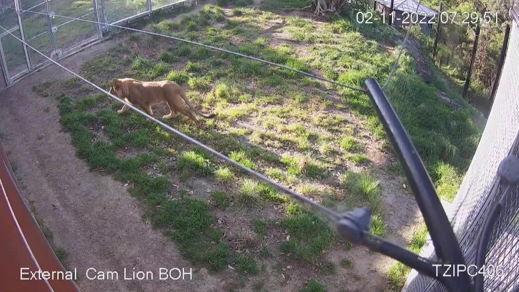 CCTV footage captures lions escaping Taronga Zoo - ABC News