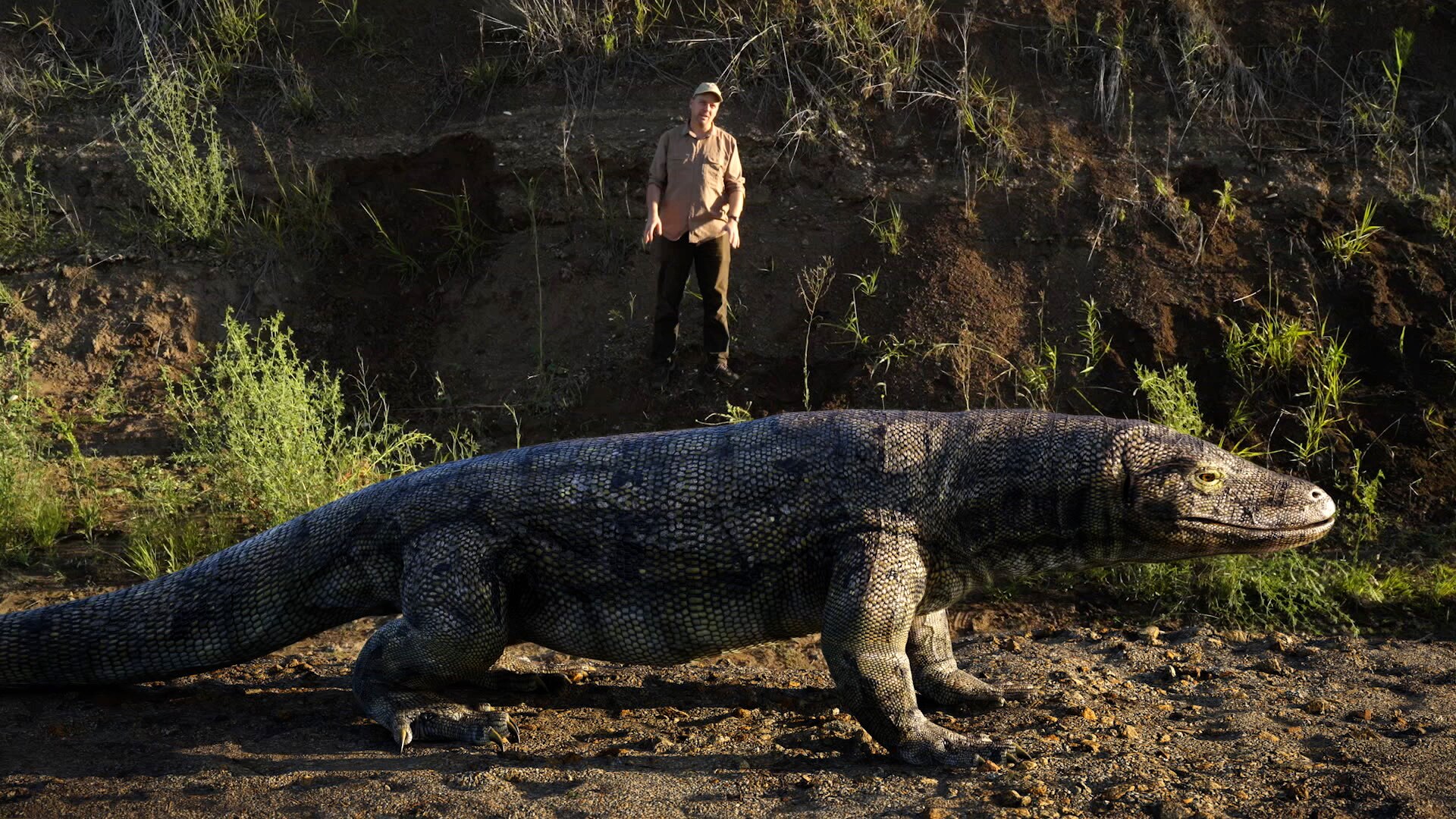 Megalania - ABC Education