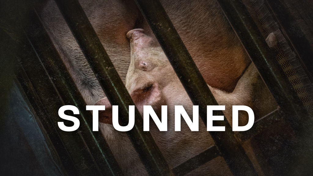 Animal welfare activists take on the pork industry - ABC News