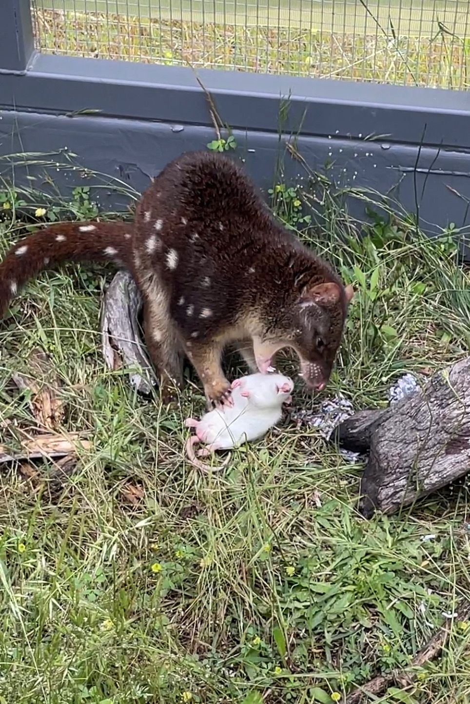 Two spotted-tailed quolls expected to 'mop up' endangered animals in ...
