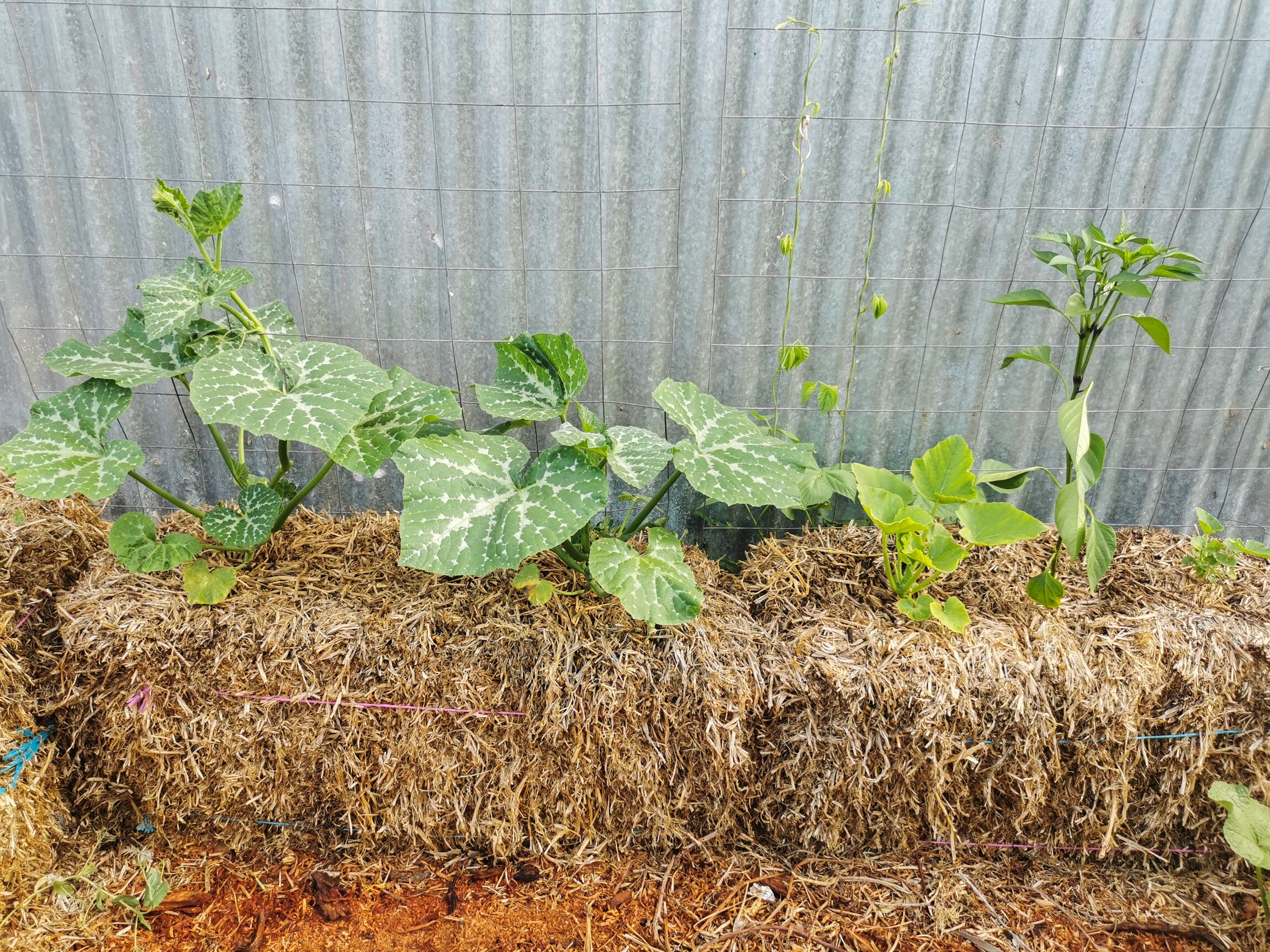 Why I decided to grow veggies in straw bales — and fertilise them with ...