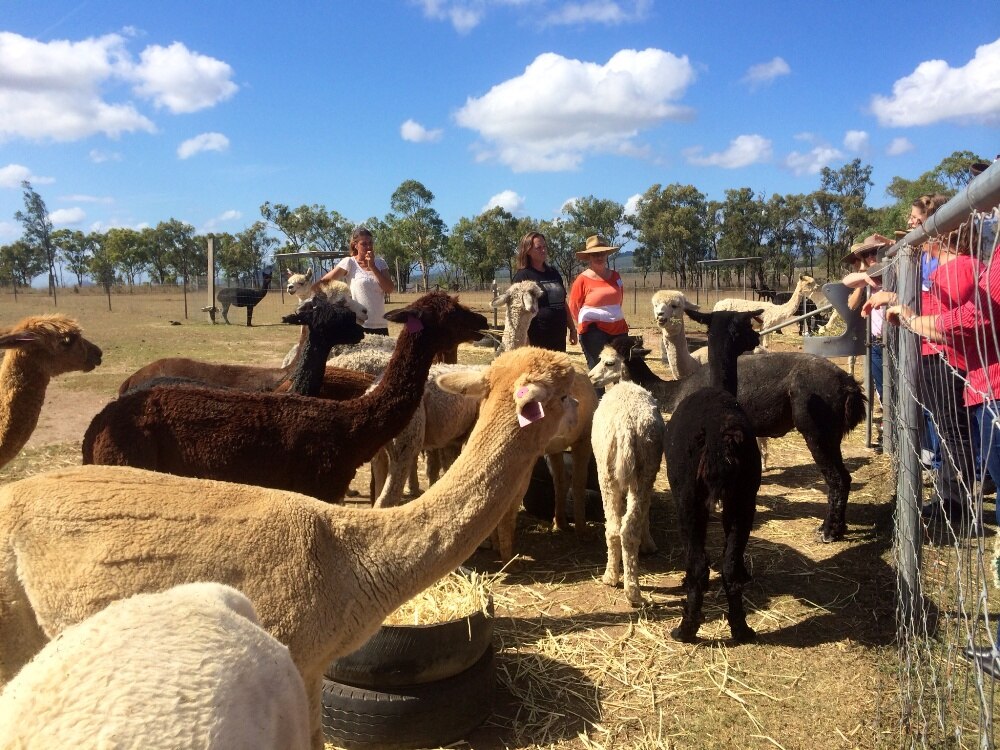 Alpaca breeders learn colour genetics to achieve better breeding ...