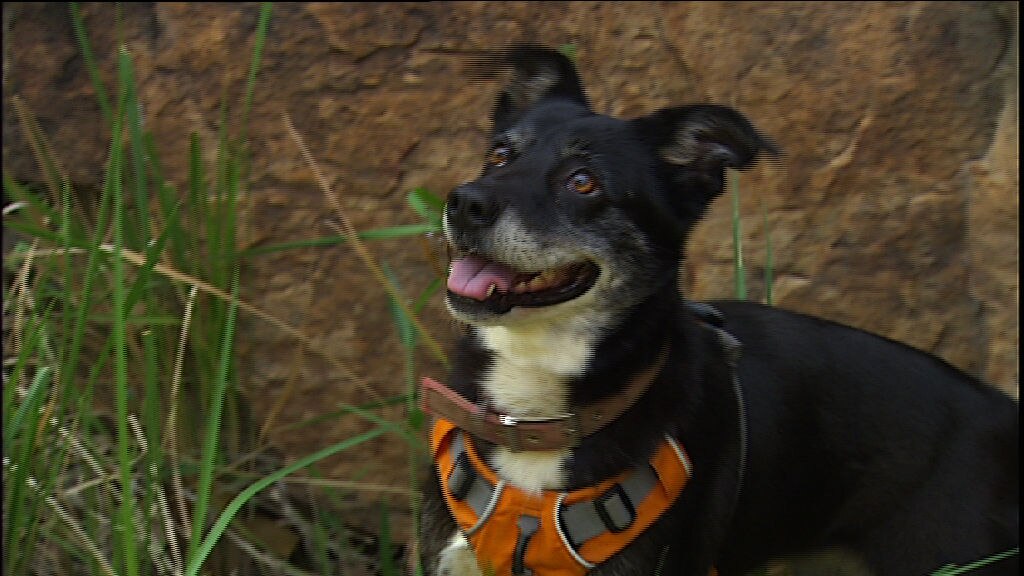 Wonder Dogs - ABC News