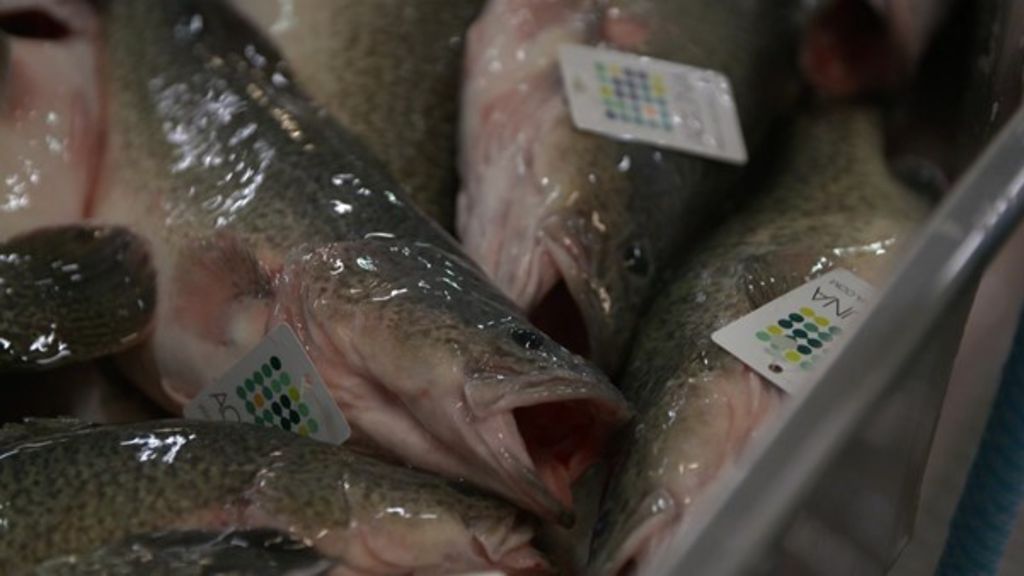 Cod Comeback: Breeding program helps Murray Cod stocks - ABC News