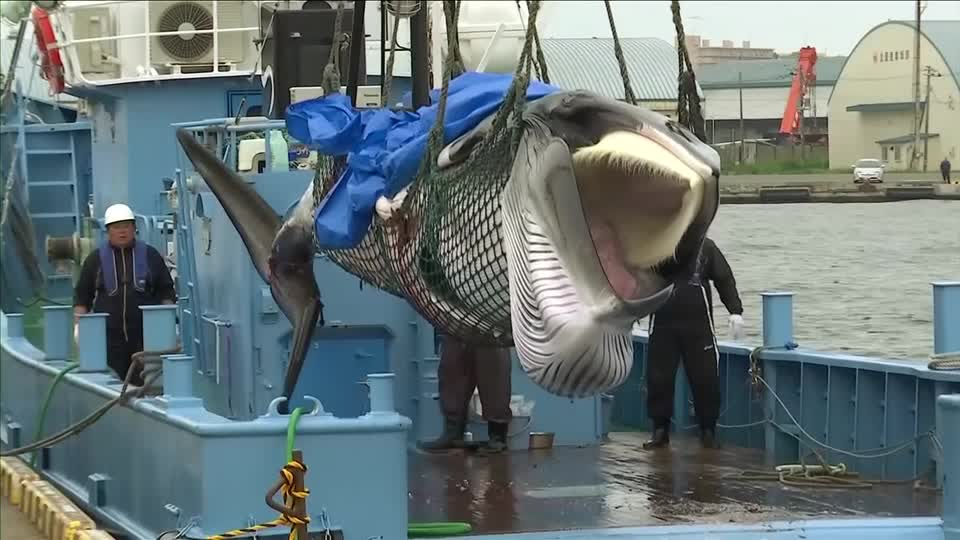 Japan proposes to start hunting fin whales, reigniting debate over the ...