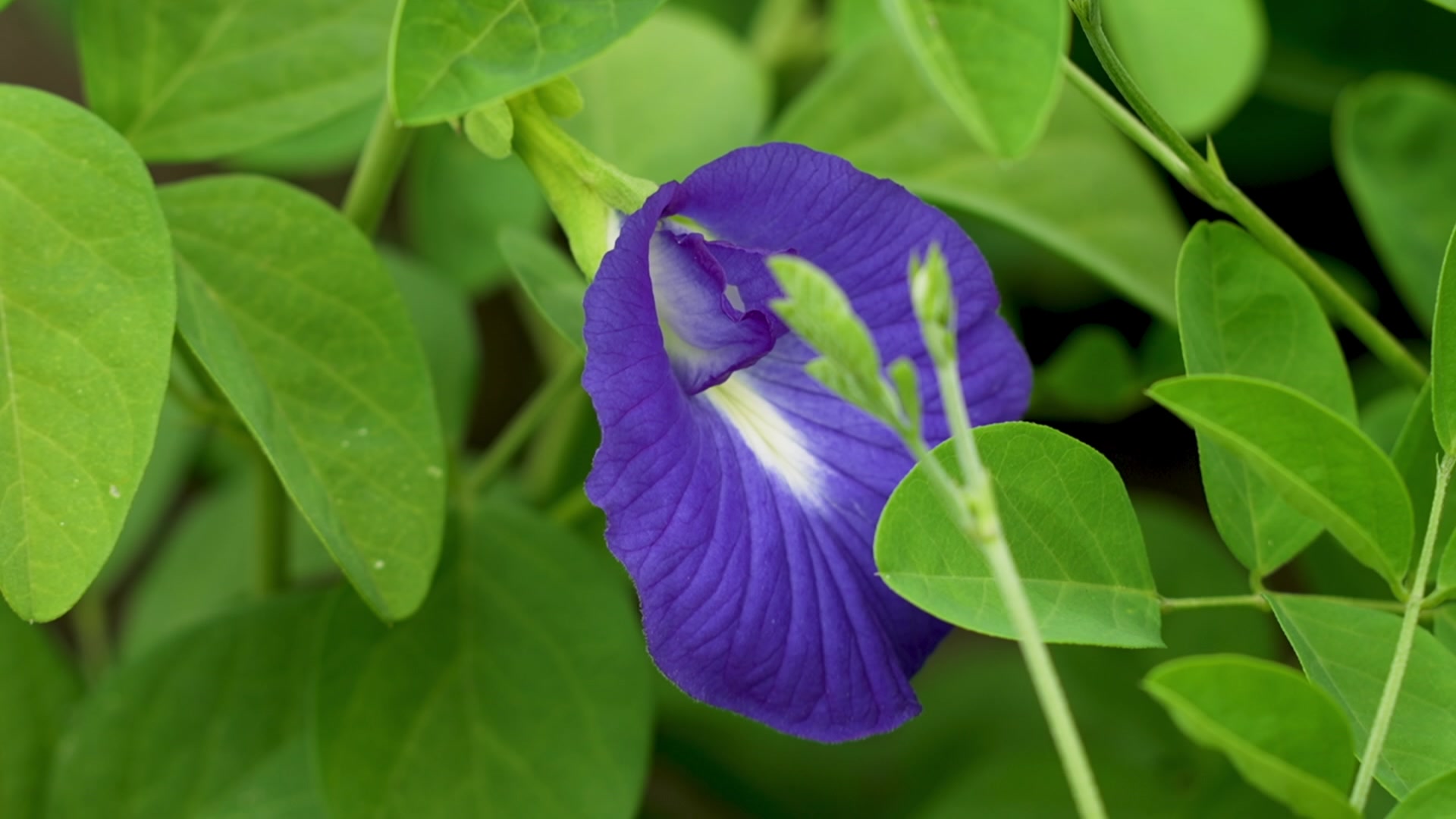 Peptide Power: An organic pesticide from butterfly pea - ABC News