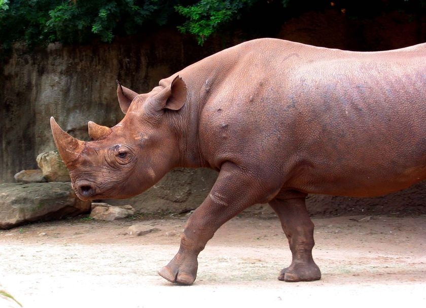 Western Black Rhino extinct - ABC listen