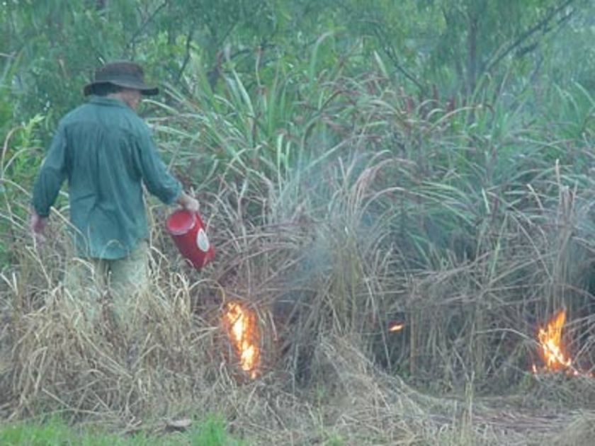 Gamba grass officially declared a weed - ABC News