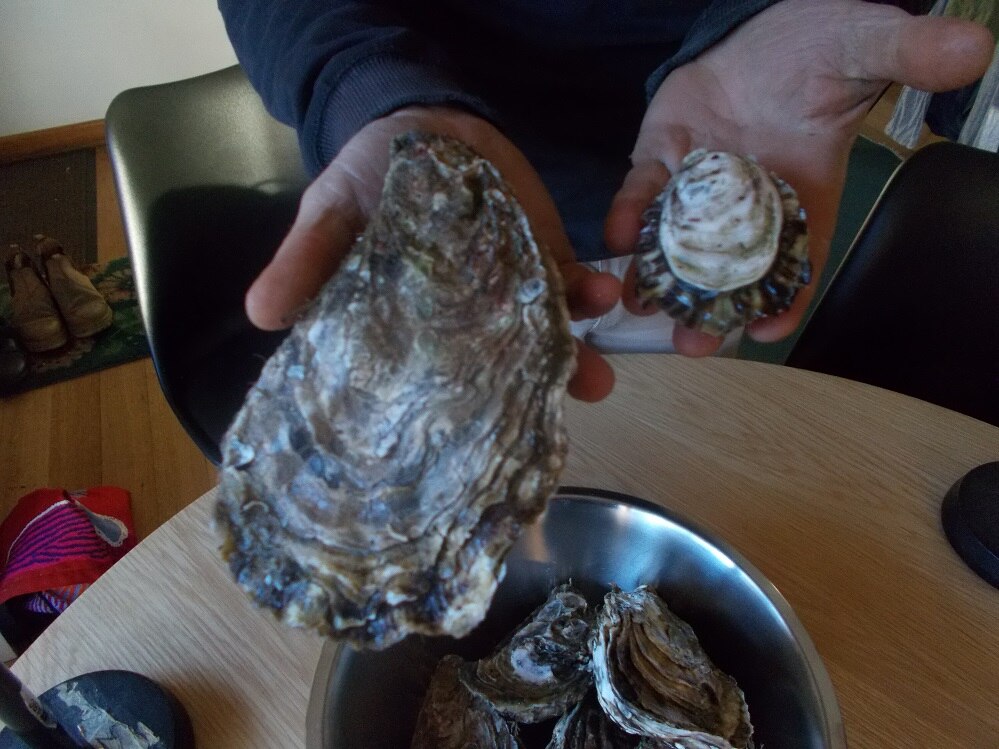 Jumbo oysters the flavour of the markets - ABC listen