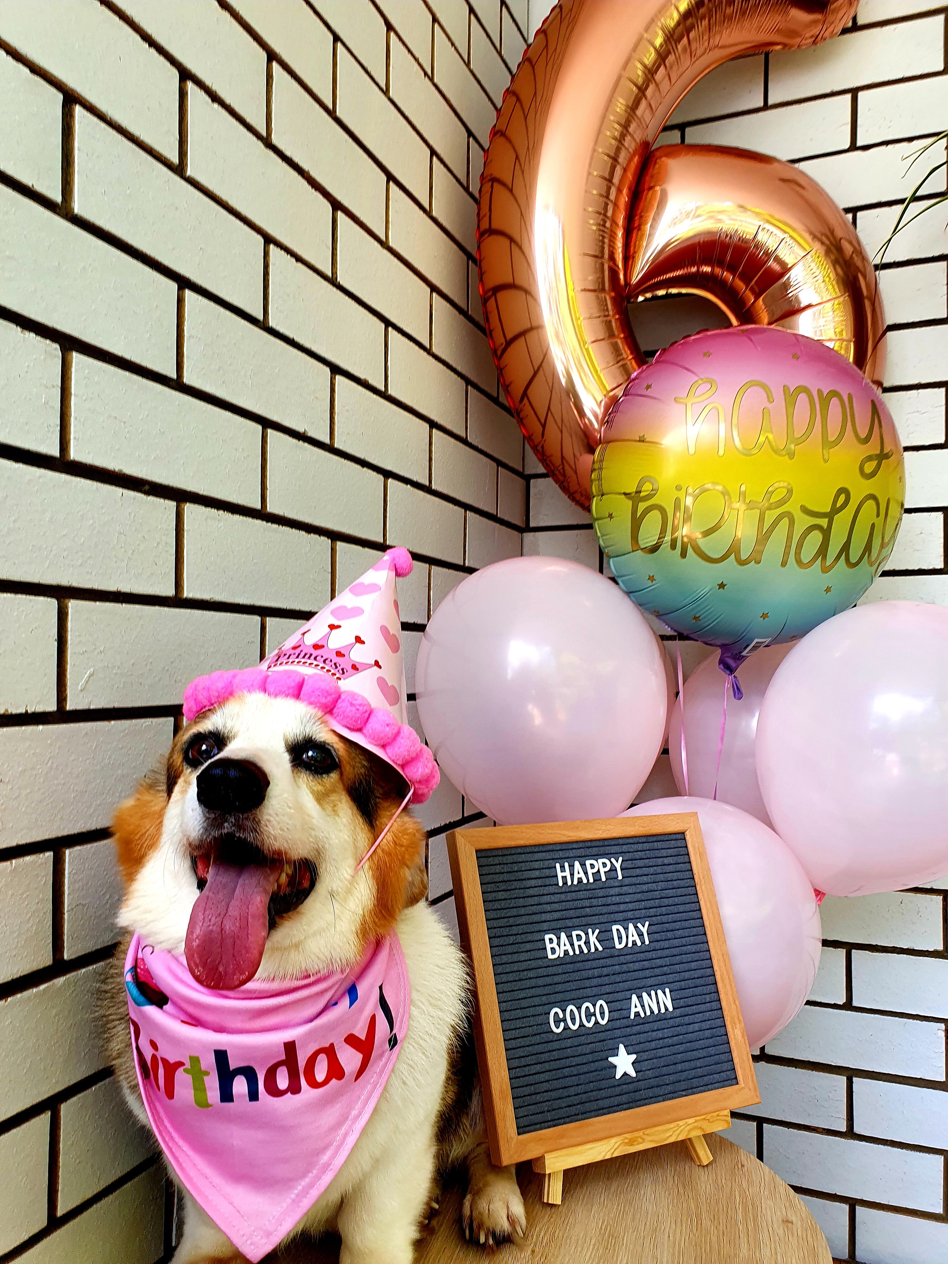 Coco the corgi's beach photo shoot was Queen Elizabeth-approved, and ...