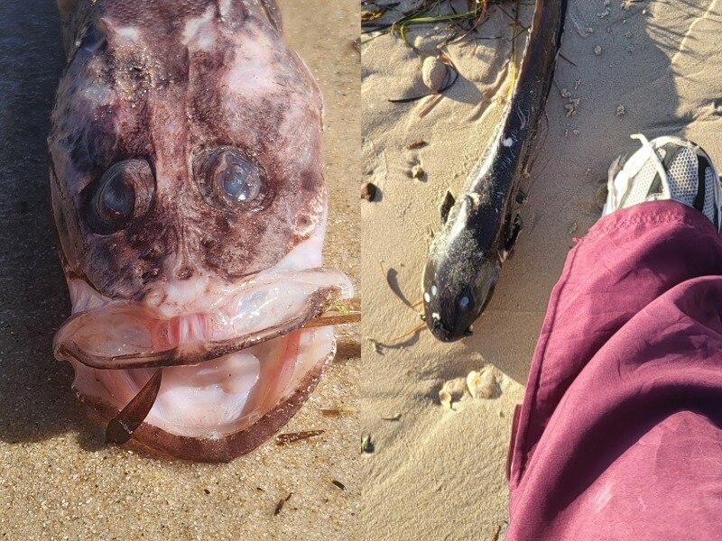 Algal bloom citizen scientist records more than 1,000 dead sea ...