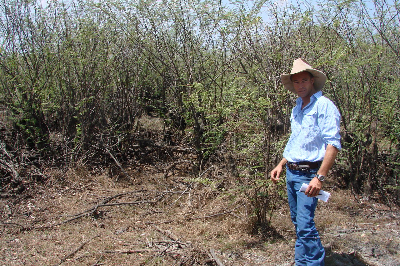 NT land owners target mimosa - ABC News