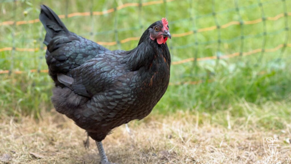 Chook Lookbook - Gardening Australia